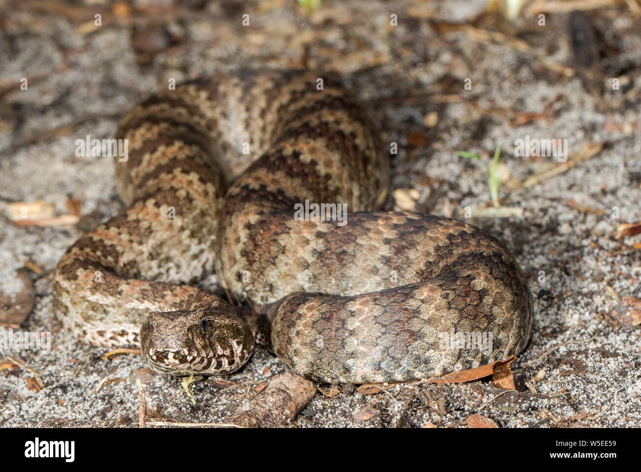 Death Adder Stock Photo - Alamy