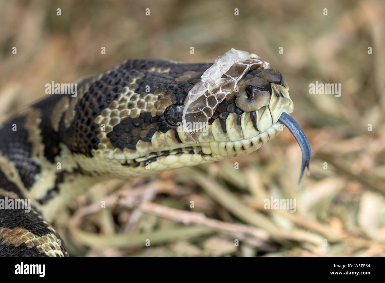 Carpet Python sloughing Skin Stock Photo - Alamy