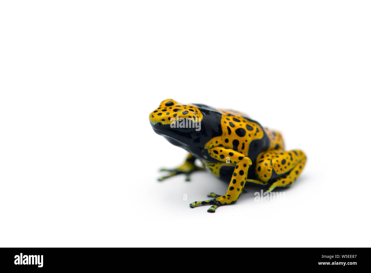 The yellow-banded poison dart frog isolated on white background Stock ...