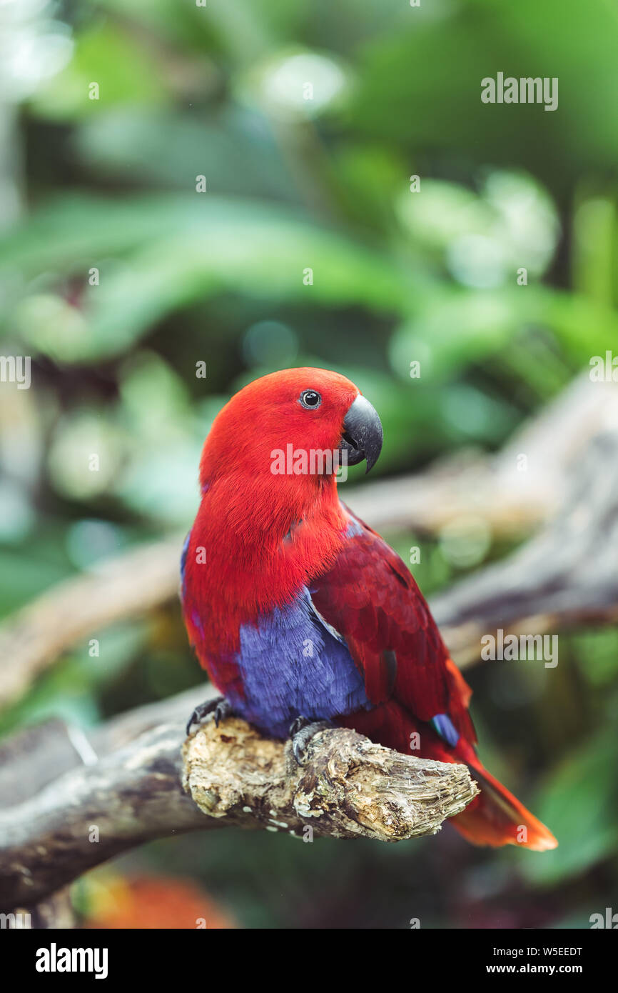Colorful red female Eclectus parrot (Eclectus roratus), close up photo ...