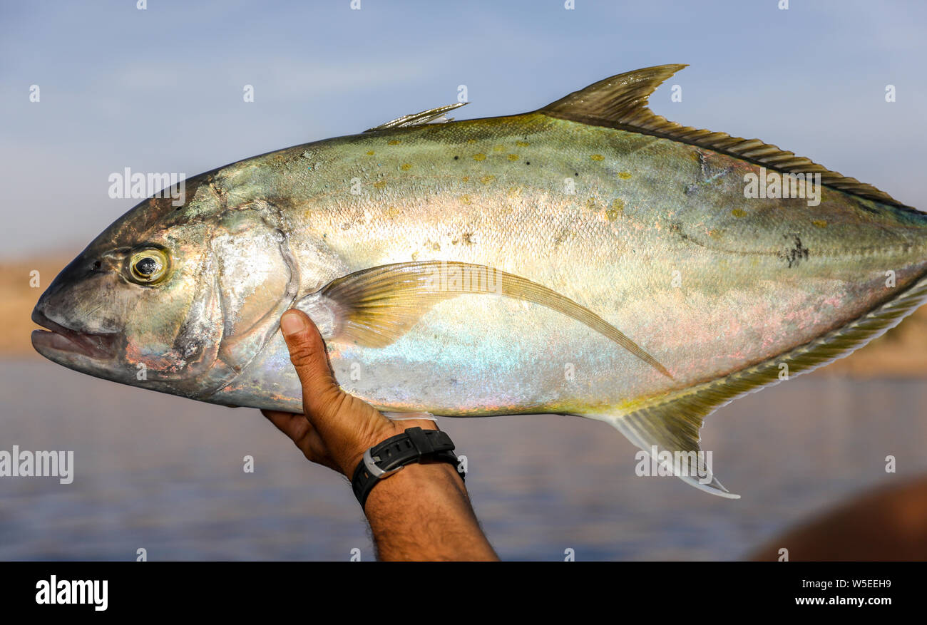 Hand of a man holding up a fish he just caught in the ocean Stock Photo ...