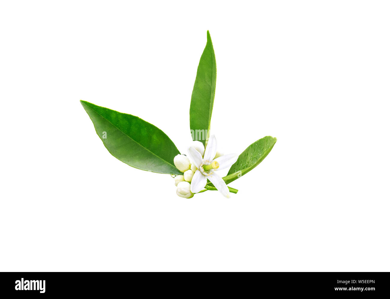 Neroli flowers and buds and green foliage after spring rain isolated on ...