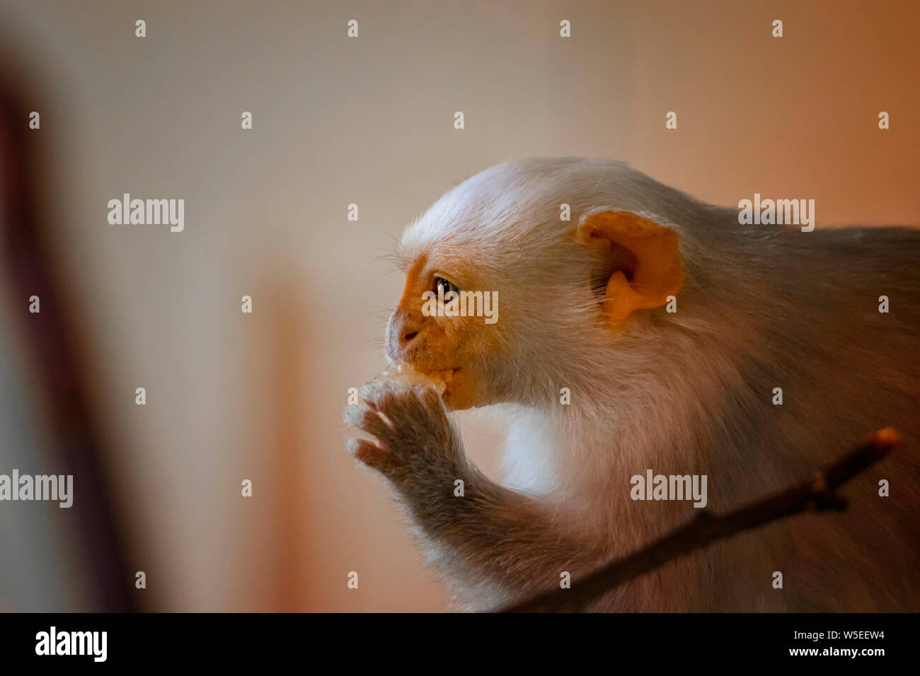 Callithrix argentata hi-res stock photography and images - Alamy