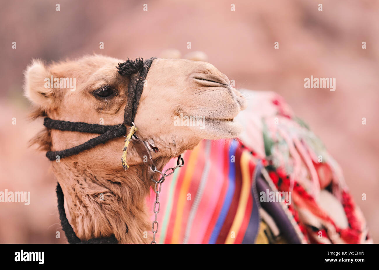Closeup of a camel face in the desert in Petra, Jordan Stock Photo - Alamy