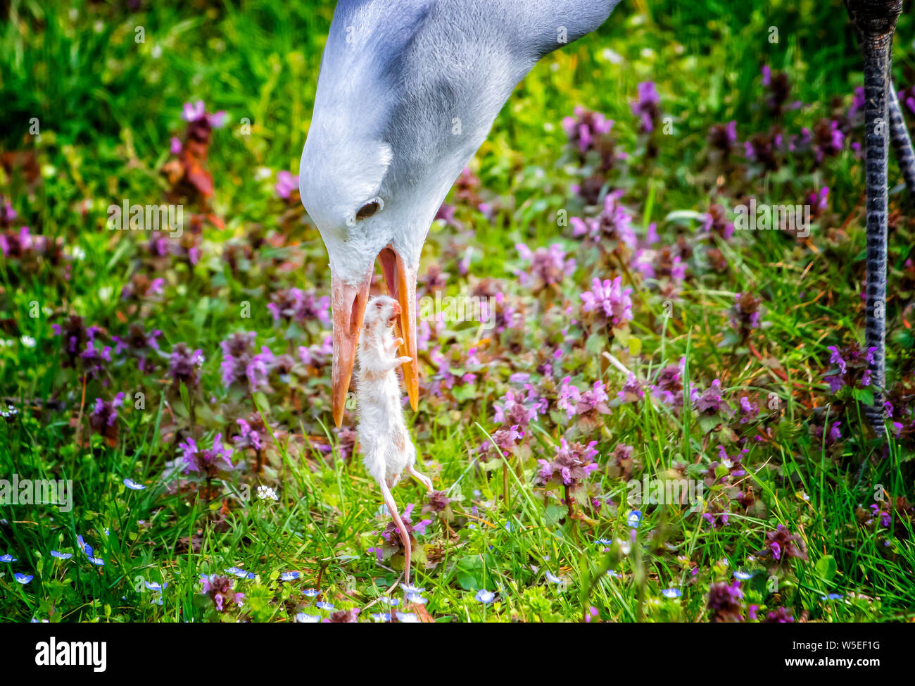 The close up photo of Blue crane. He is eating mouse. The background is ...