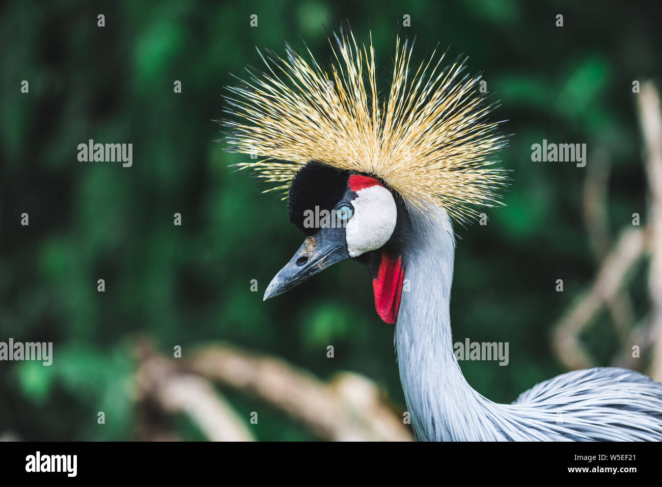 Black Crowned-crane bird - Balearica pavonina, Bali, Indonesia ...