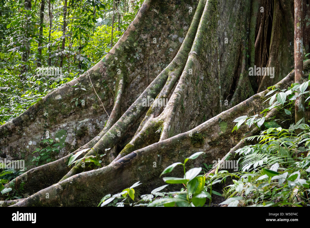 Equatorial forest hi-res stock photography and images - Alamy