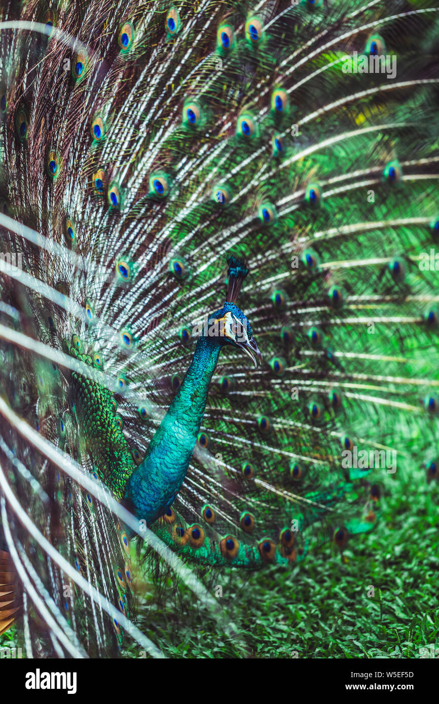Colorful dancing indian male peacock and its wonderful colorful tail ...