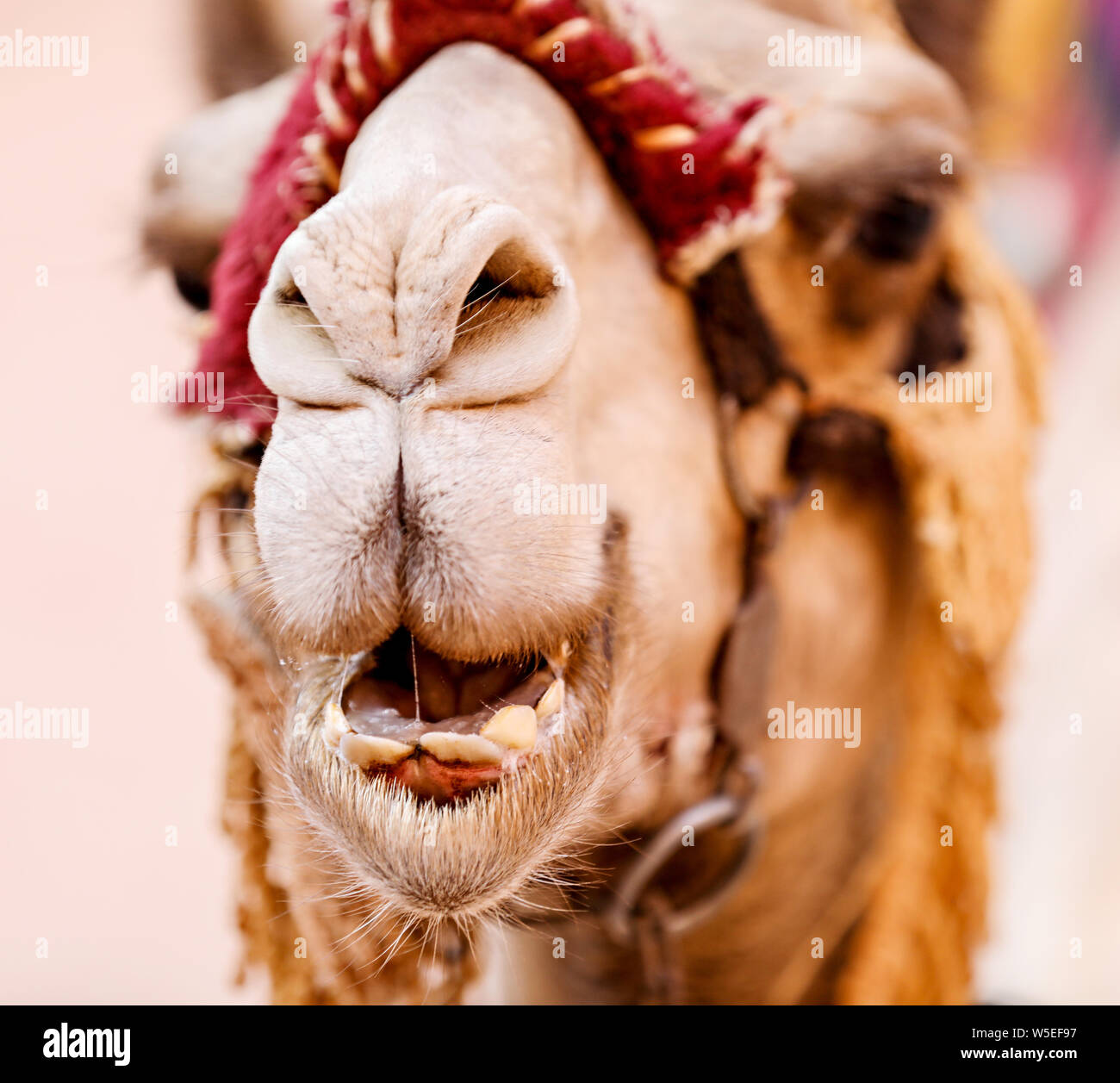 Closeup of a camel face in the desert in Petra, Jordan Stock Photo - Alamy