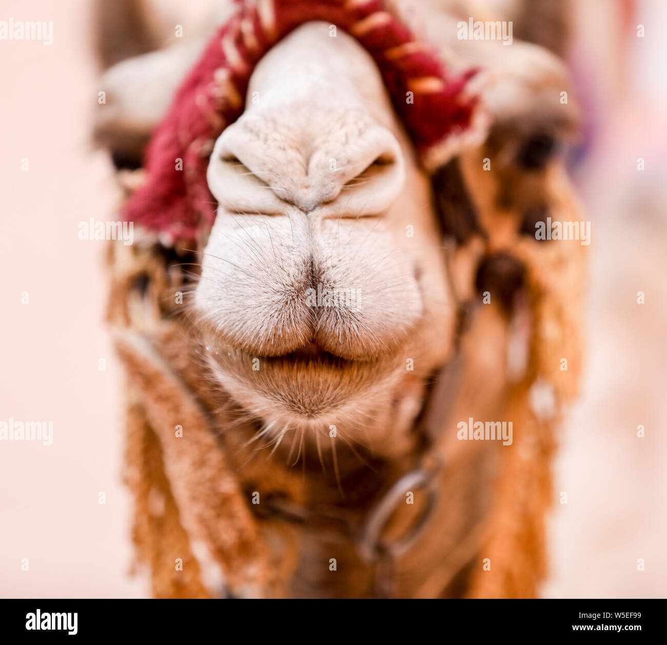 Camel face hi-res stock photography and images - Alamy