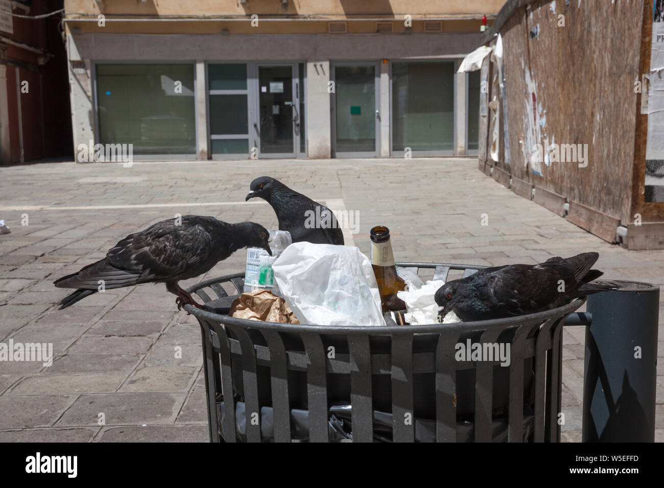 A flock of Pigeons foraging from a bin in Venice,Italy Stock Photo - Alamy