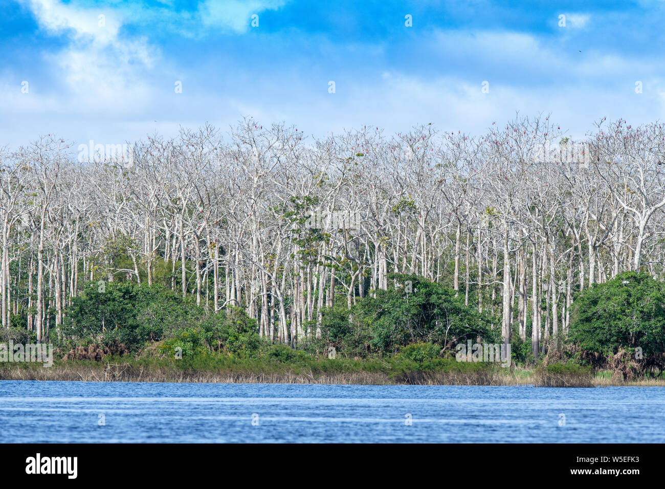 Jungle Canopy in the Pacaya-Samiria National Reserve in the Peruvian ...
