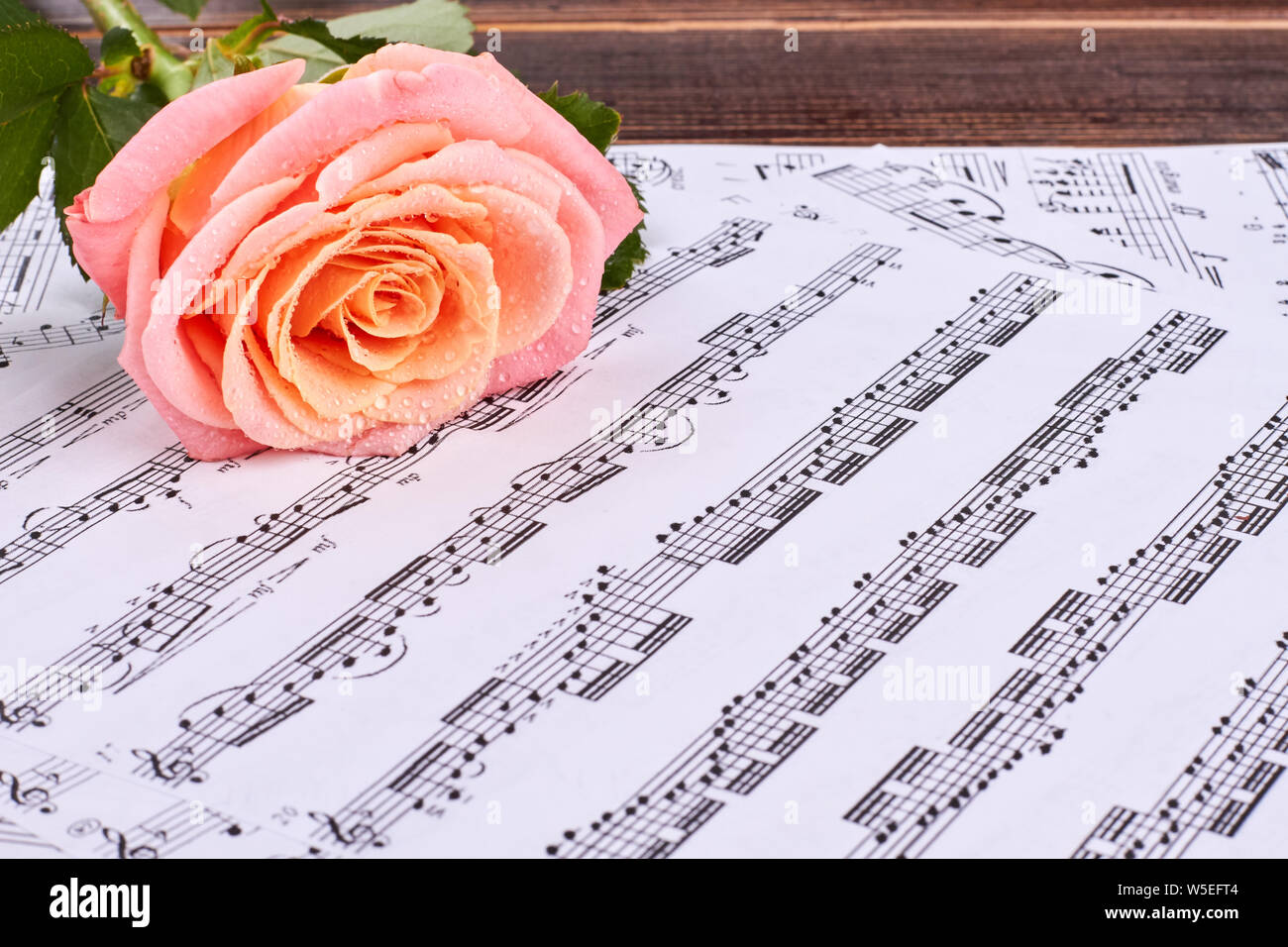 Pink rose and musical notes close up Stock Photo - Alamy