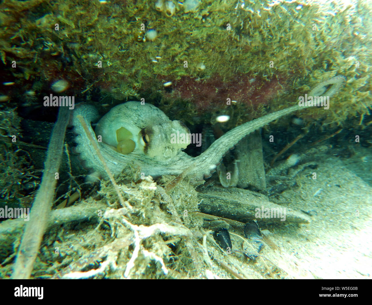 a small octopus vulgaris protects its den by accumulating debris in ...