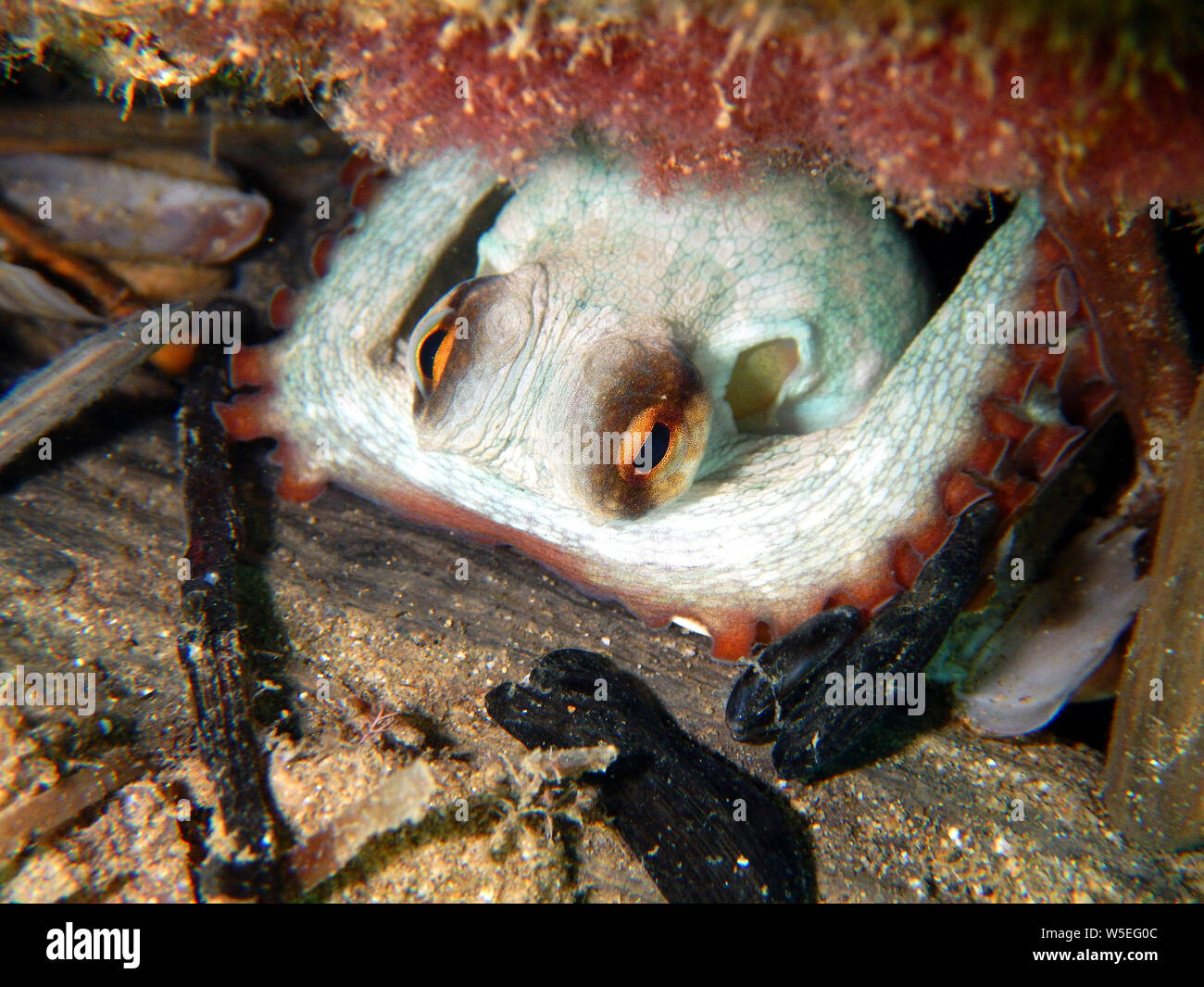 Octopus den hidden hi-res stock photography and images - Alamy
