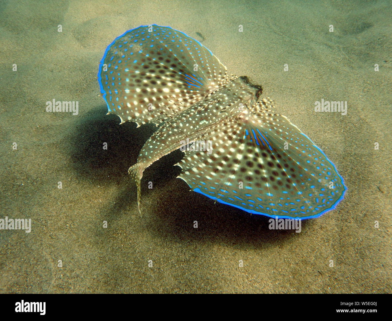 Flying gurnard hi-res stock photography and images - Alamy