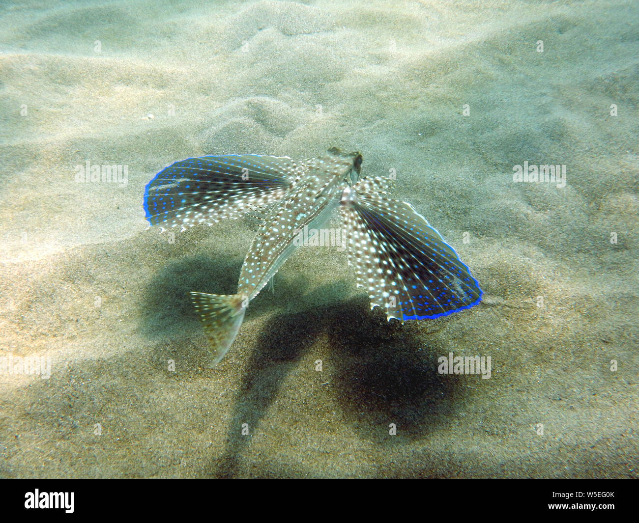 flying gurnard or helmet gurnard dactylopterus volitans caught in the ...