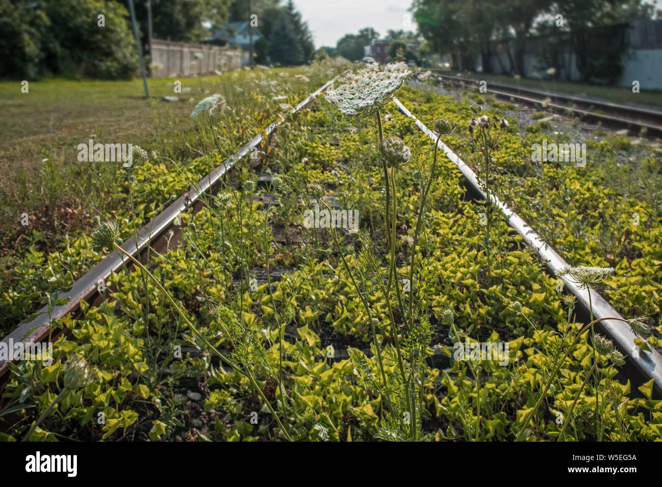 Abandoned rail tracks, invaded by vegetation Stock Photo - Alamy