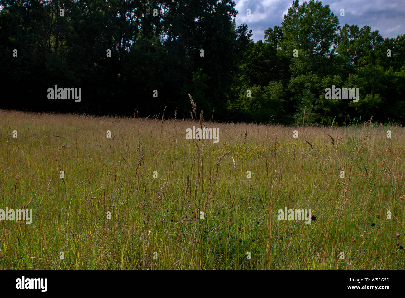 A long grass meadow landscape with various species of wildflower in ...