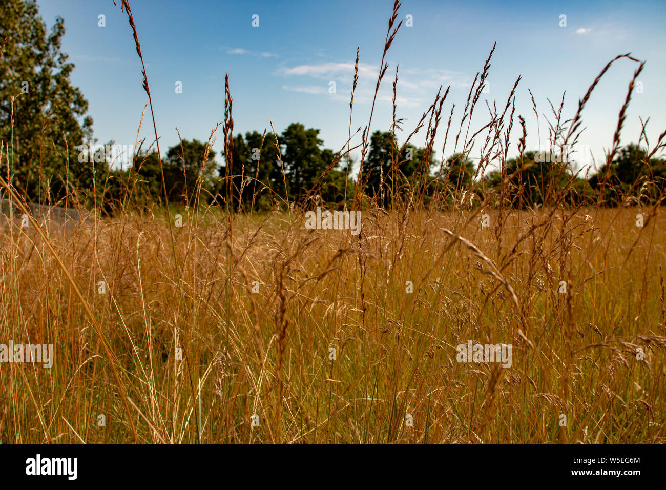 Long grass landscape type photo. Room for copy space. Photo shows ...