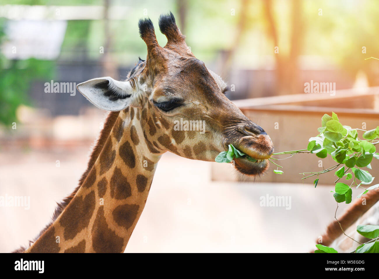 Giraffes eating high tree hi-res stock photography and images - Alamy