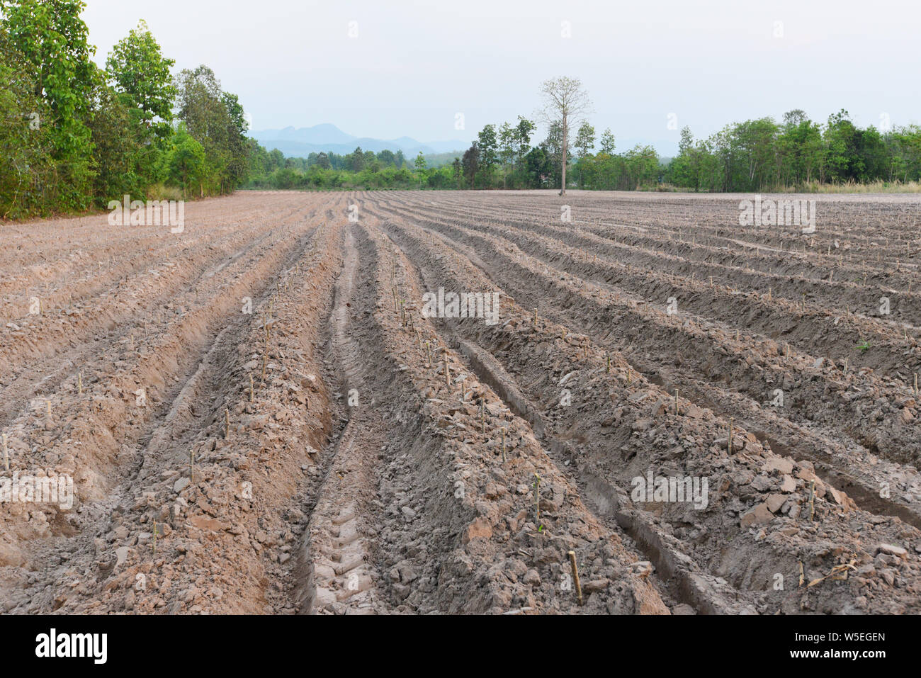 Cassava planting hi-res stock photography and images - Alamy
