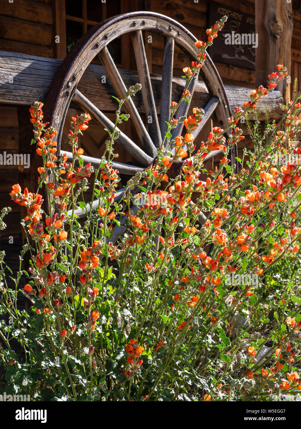 Wagon wheel and flowers, Red Dirt Wash and Dry laundry facility ...
