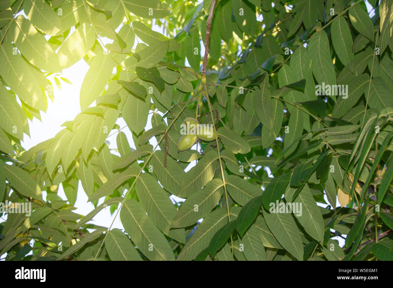 Manchurian walnut - Juglans mandshurica leaves with fruit on a ...