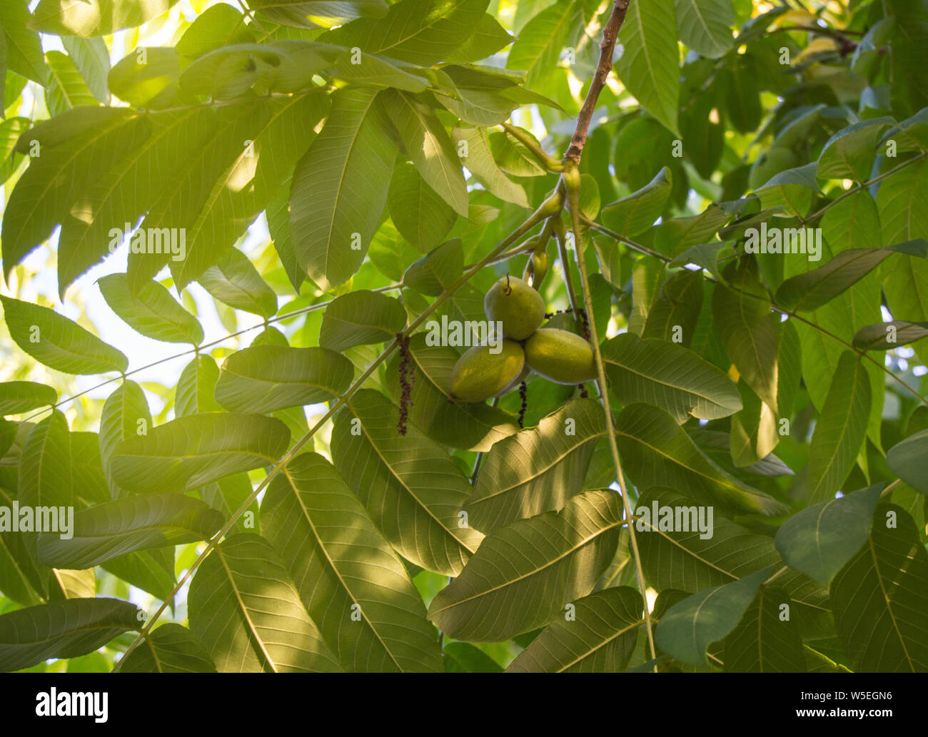Manchurian walnut tree hi-res stock photography and images - Alamy