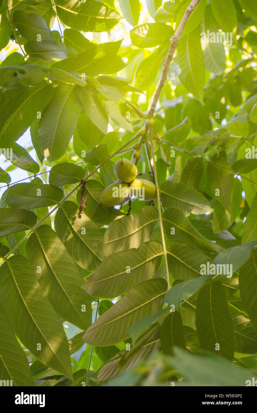 Manchurian walnut -Juglans mandshurica leaves with fruits on the ...