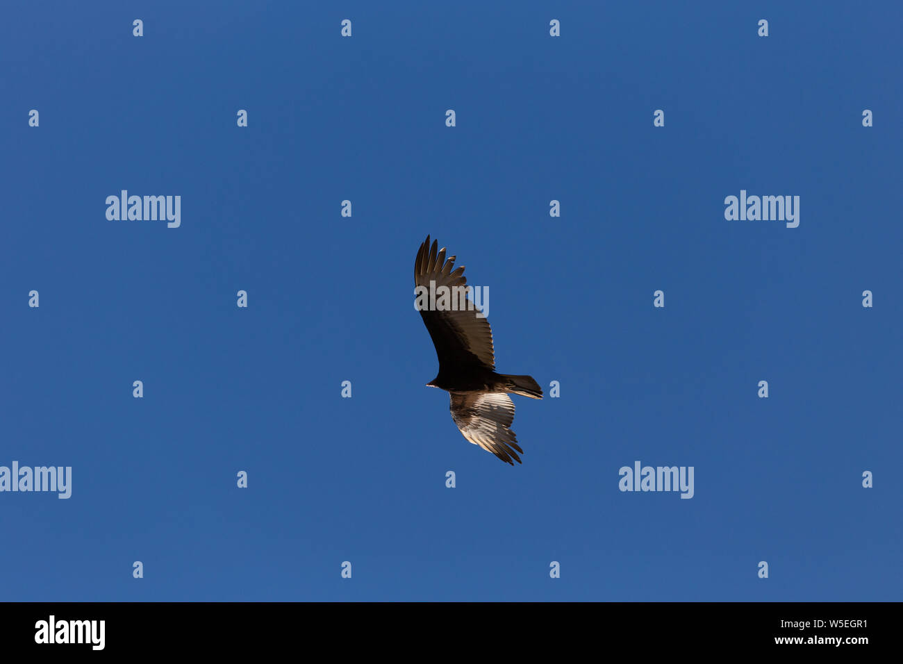Bird flying free Stock Photo - Alamy
