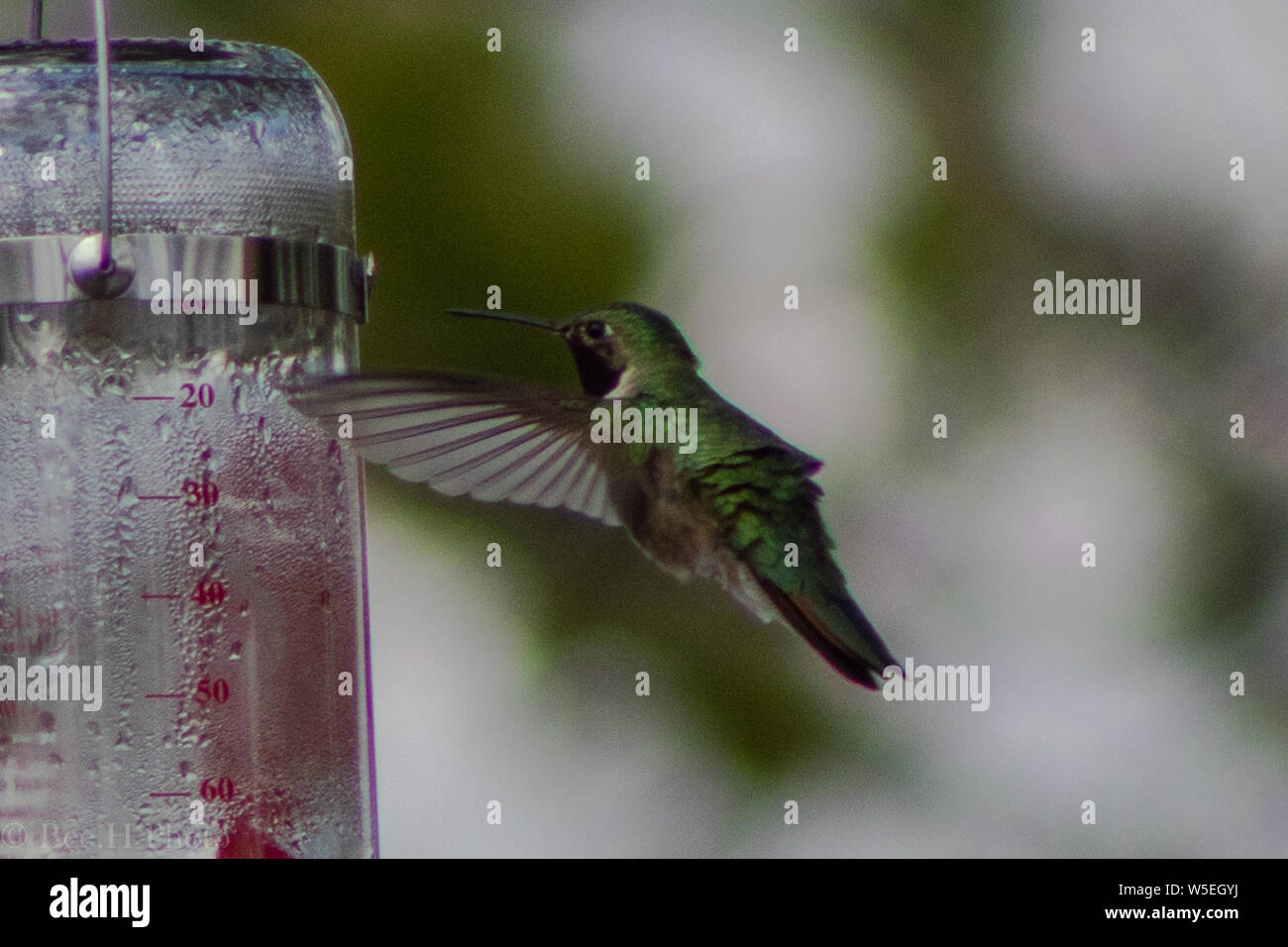 Lucifer Hummingbird flying around Stock Photo - Alamy