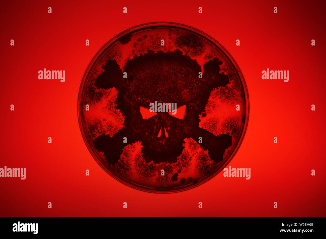 Petri dish growing bacteria in the shape of a skull and crossbones ...