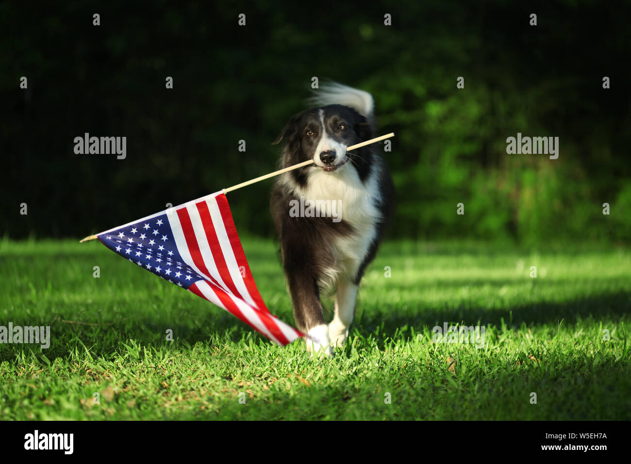 Happy border collie carrying USA flag Stock Photo - Alamy