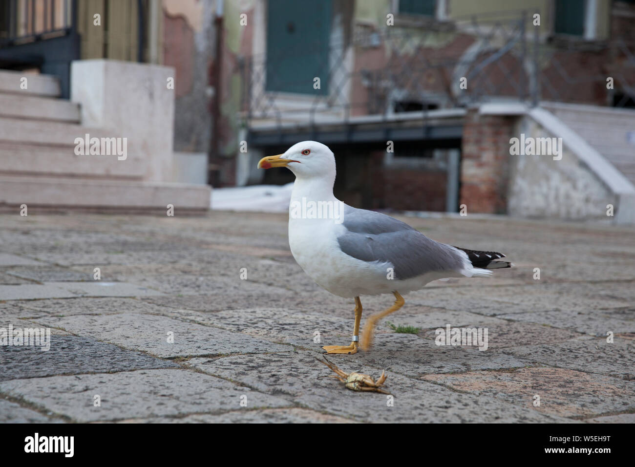 Venice beach seagull hi-res stock photography and images - Alamy
