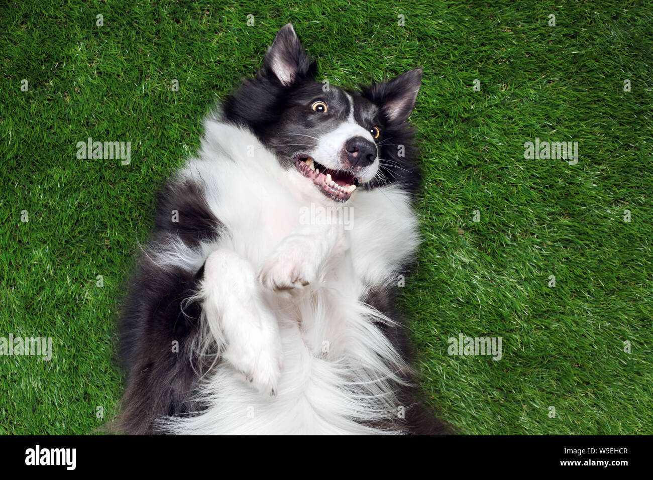 Roll collie hi-res stock photography and images - Alamy