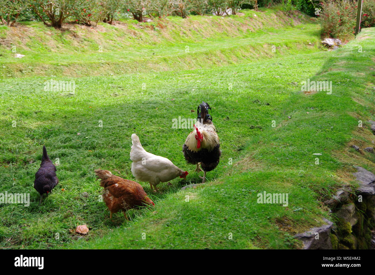 Rooster with 3 Hens Stock Photo - Alamy