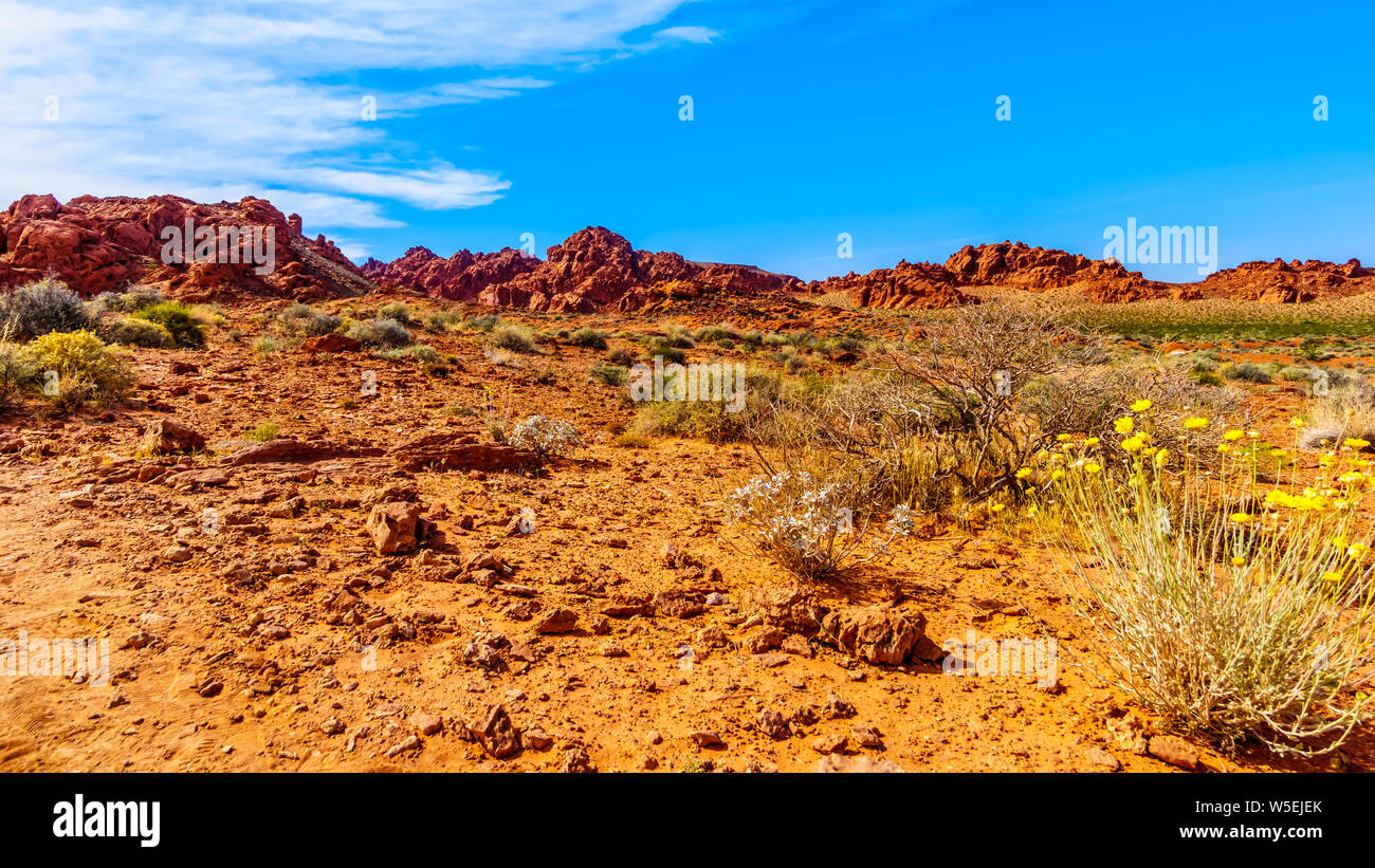The bright red Aztec sandstone rock formations in the Valley of Fire ...
