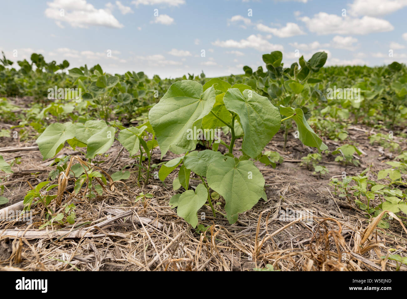 Button weeds growing in between rows of soybean farm field Stock Photo ...