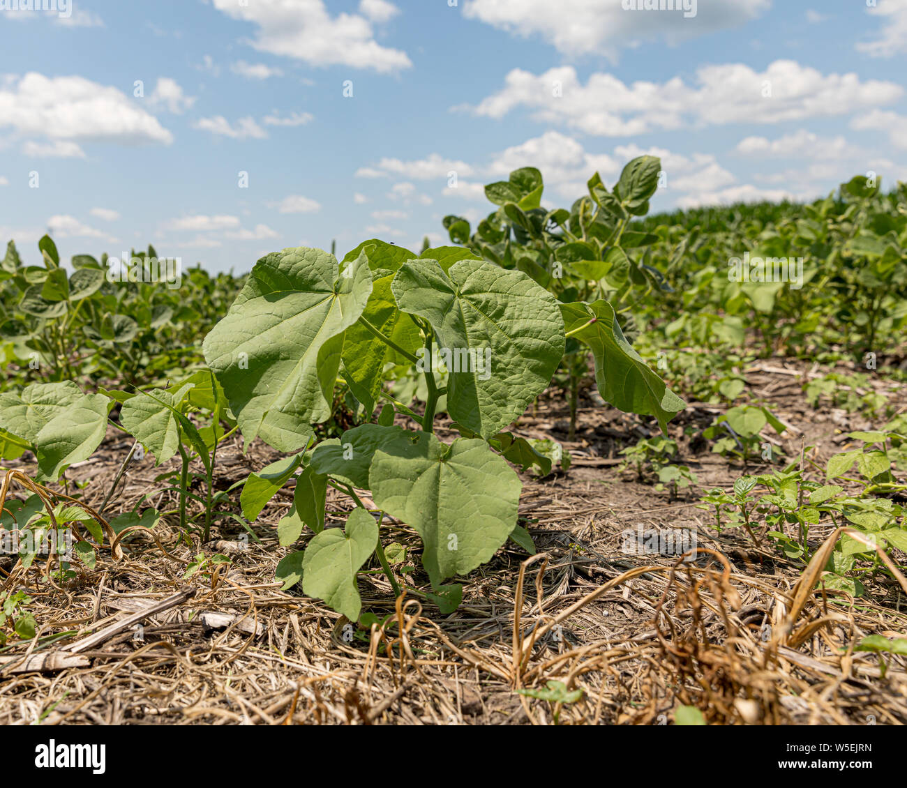 Agricultural weeds hi-res stock photography and images - Alamy