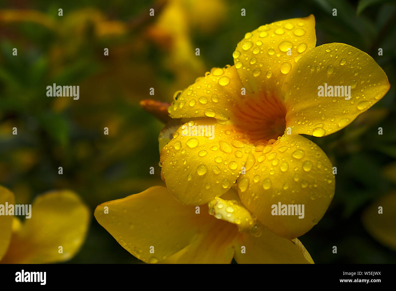 Amapola hi-res stock photography and images - Alamy