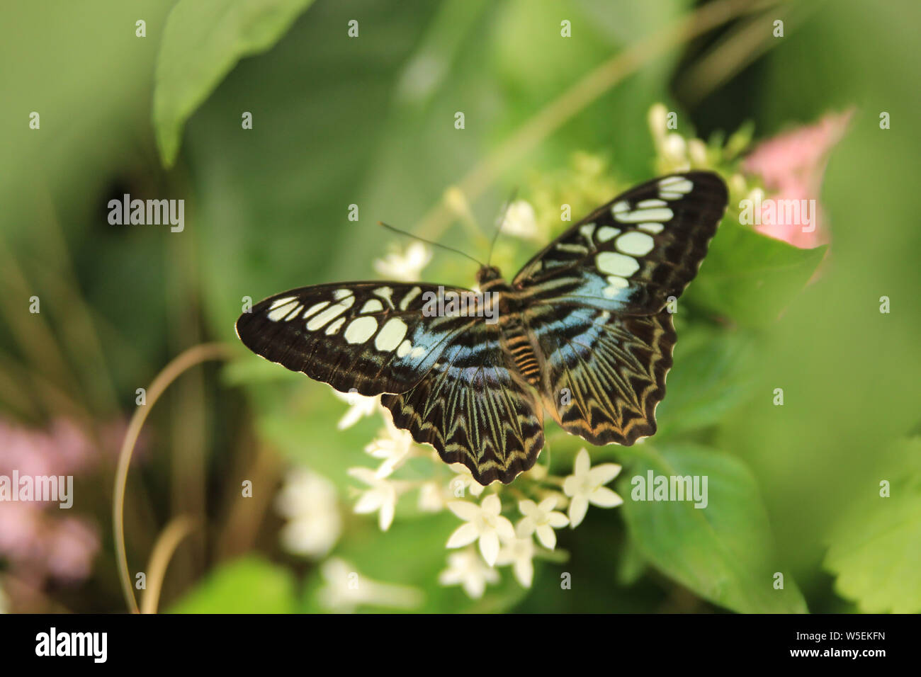 Parthenos sylvia, the Clipper butterfly with open wings Stock Photo - Alamy