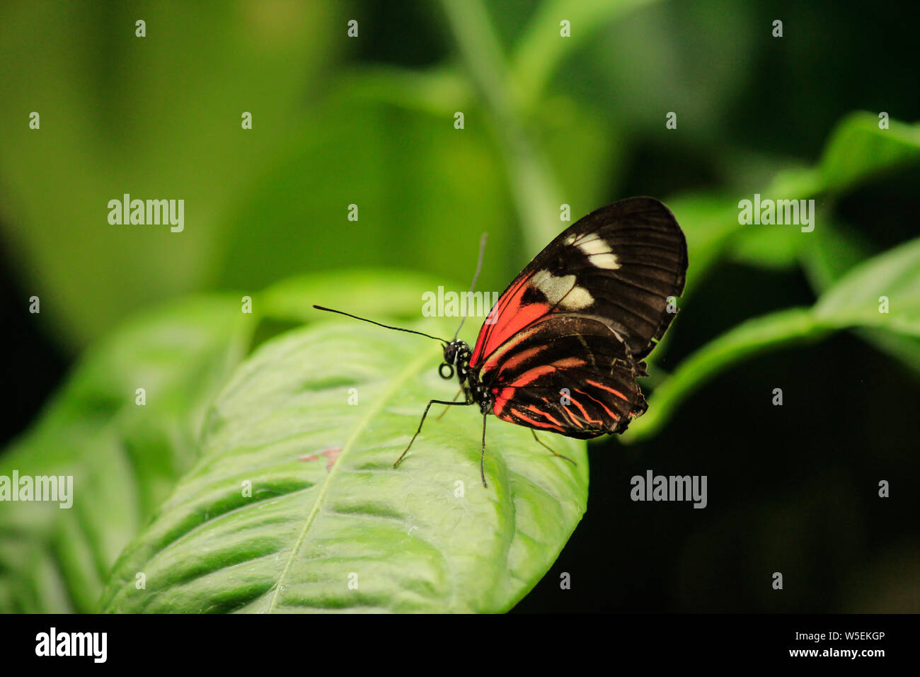 Amazon rainforest butterflies hi-res stock photography and images - Alamy