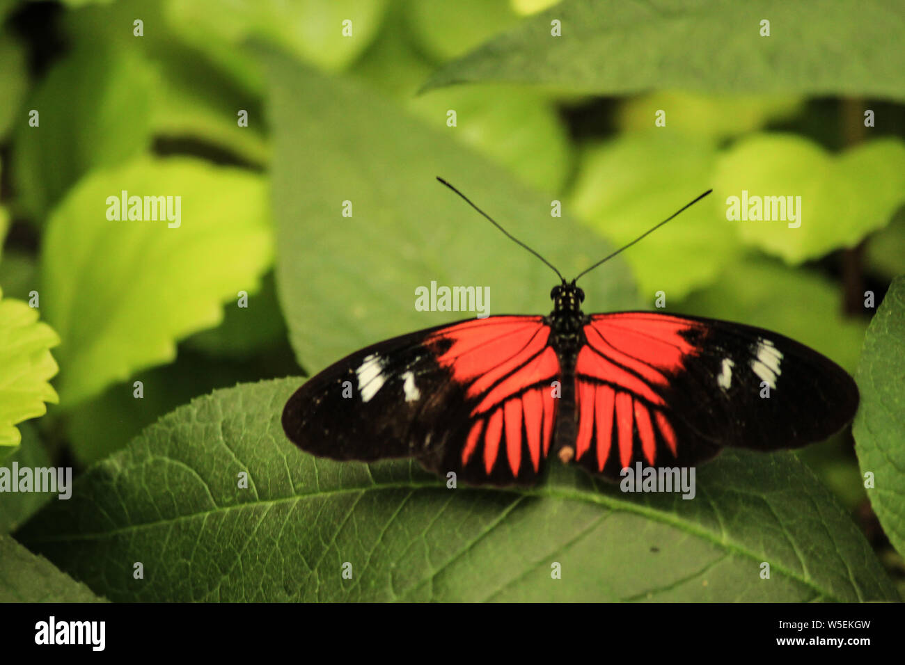 Doris longwing (Laparus doris) perched on a large green leaf with open ...