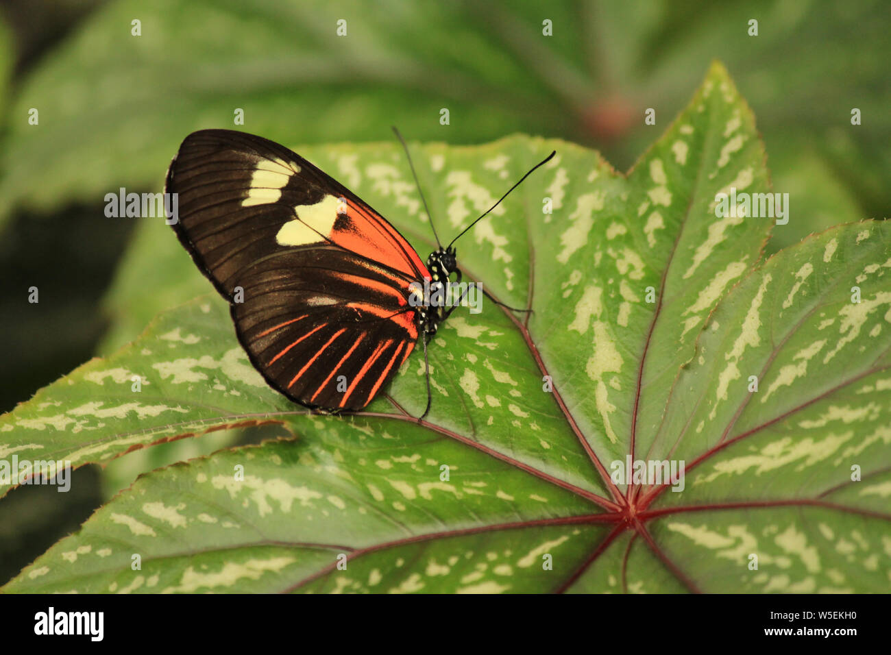 Heliconous doris hi-res stock photography and images - Alamy