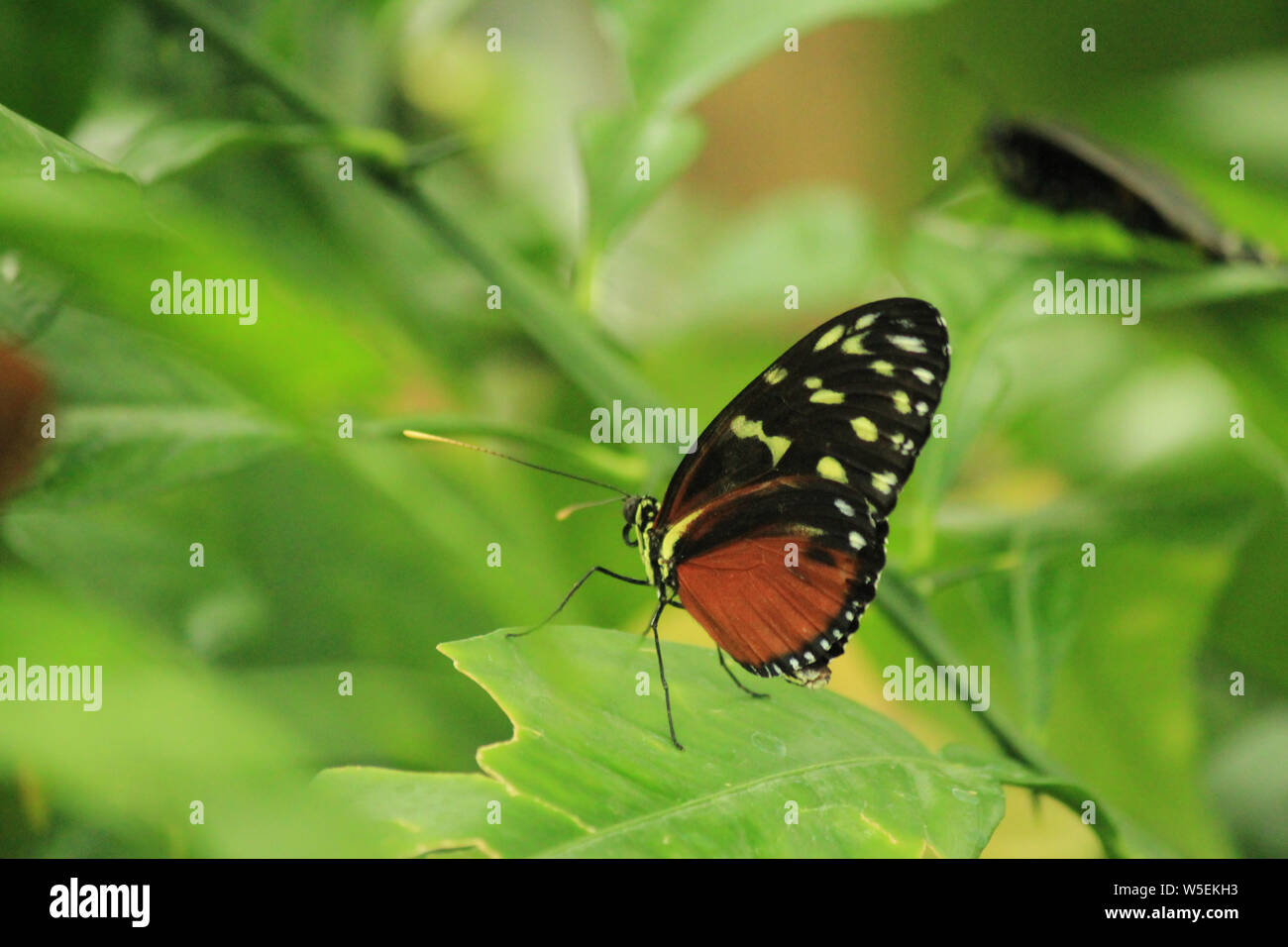 Heliconius hecale, the tiger longwing, Hecale longwing, golden longwing ...