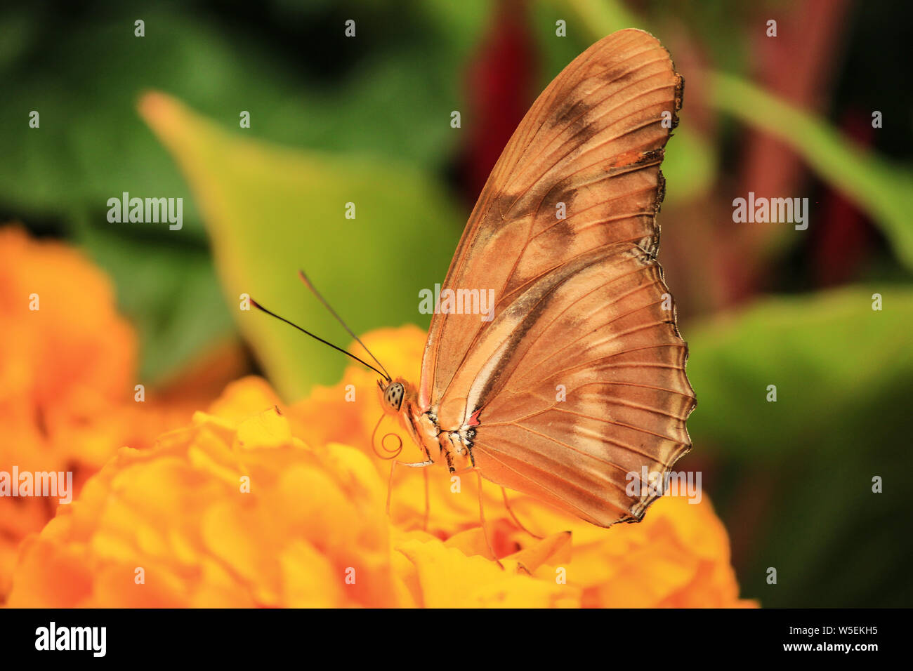 Julia butterfly - Dryas iulia, flambeau - feeding on flowers with wings ...