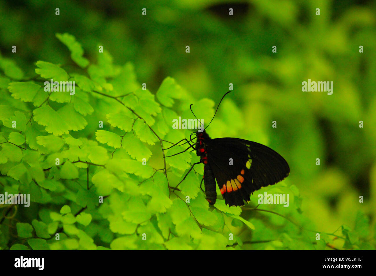 Cattleheart hi-res stock photography and images - Alamy