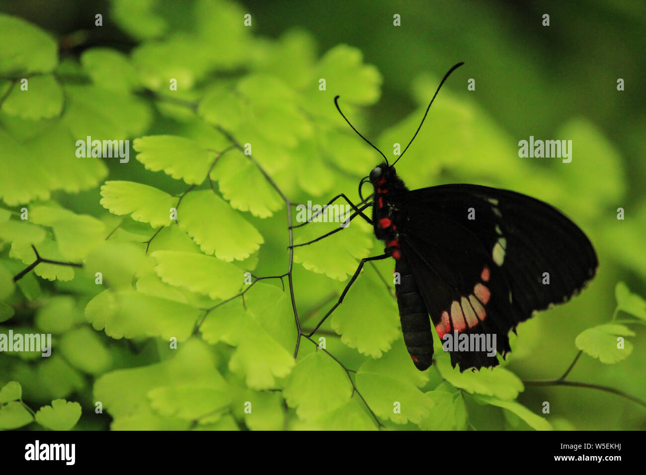 Papilio euristeus hi-res stock photography and images - Alamy