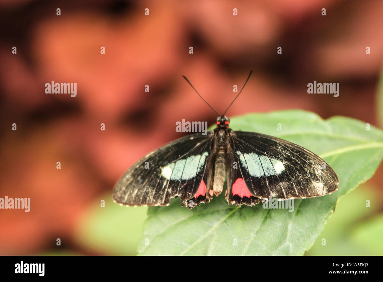 Lysander cattle (Parides lysander) heart butterfly with open wings ...